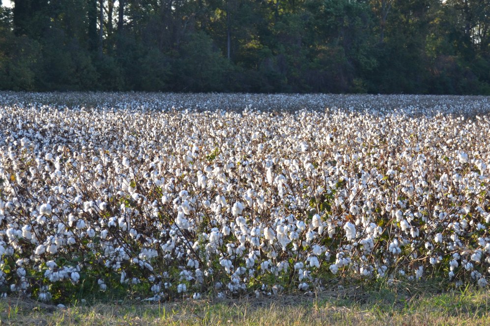A Cotton Pickin’ Blog Post | these days of mine