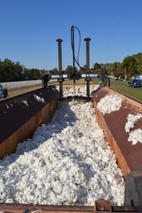 A Cotton Pickin’ Blog Post | these days of mine