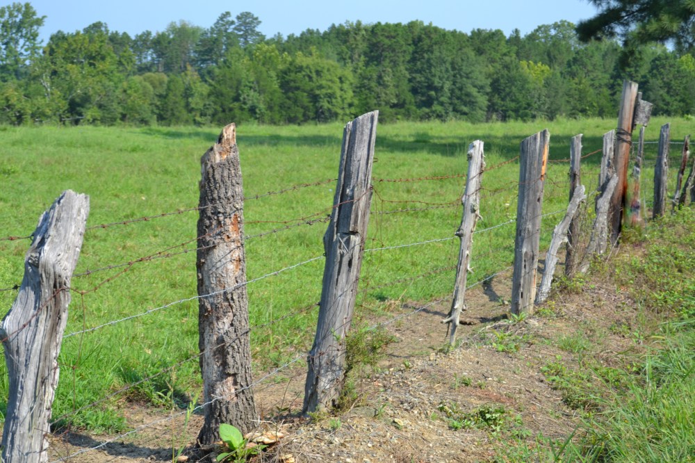 fence posts made of trees | these days of mine