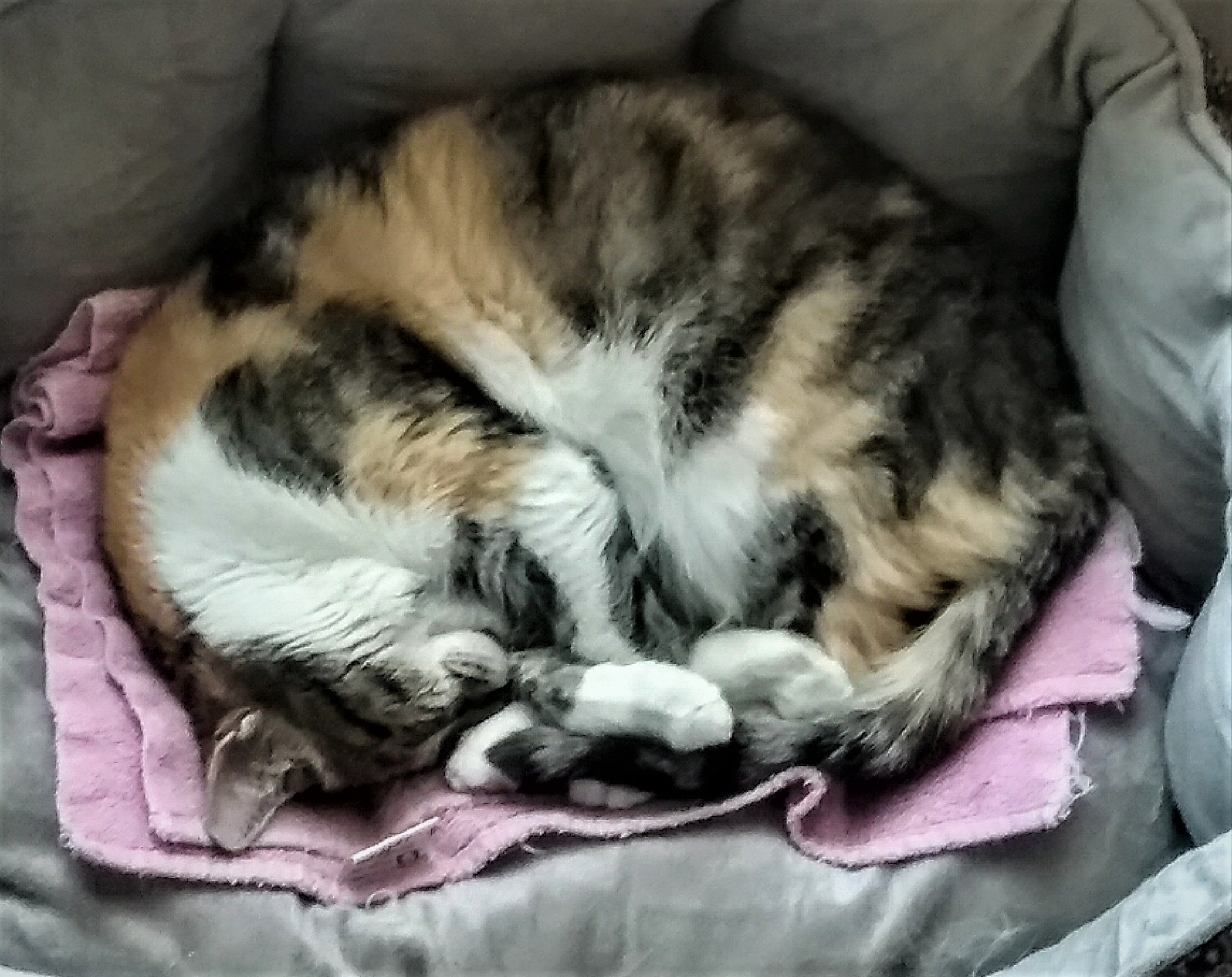 25 | February | 2019 | these days of mine