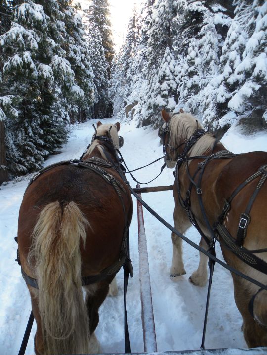 Poetic Thursday: Sleigh Ride! | these days of mine