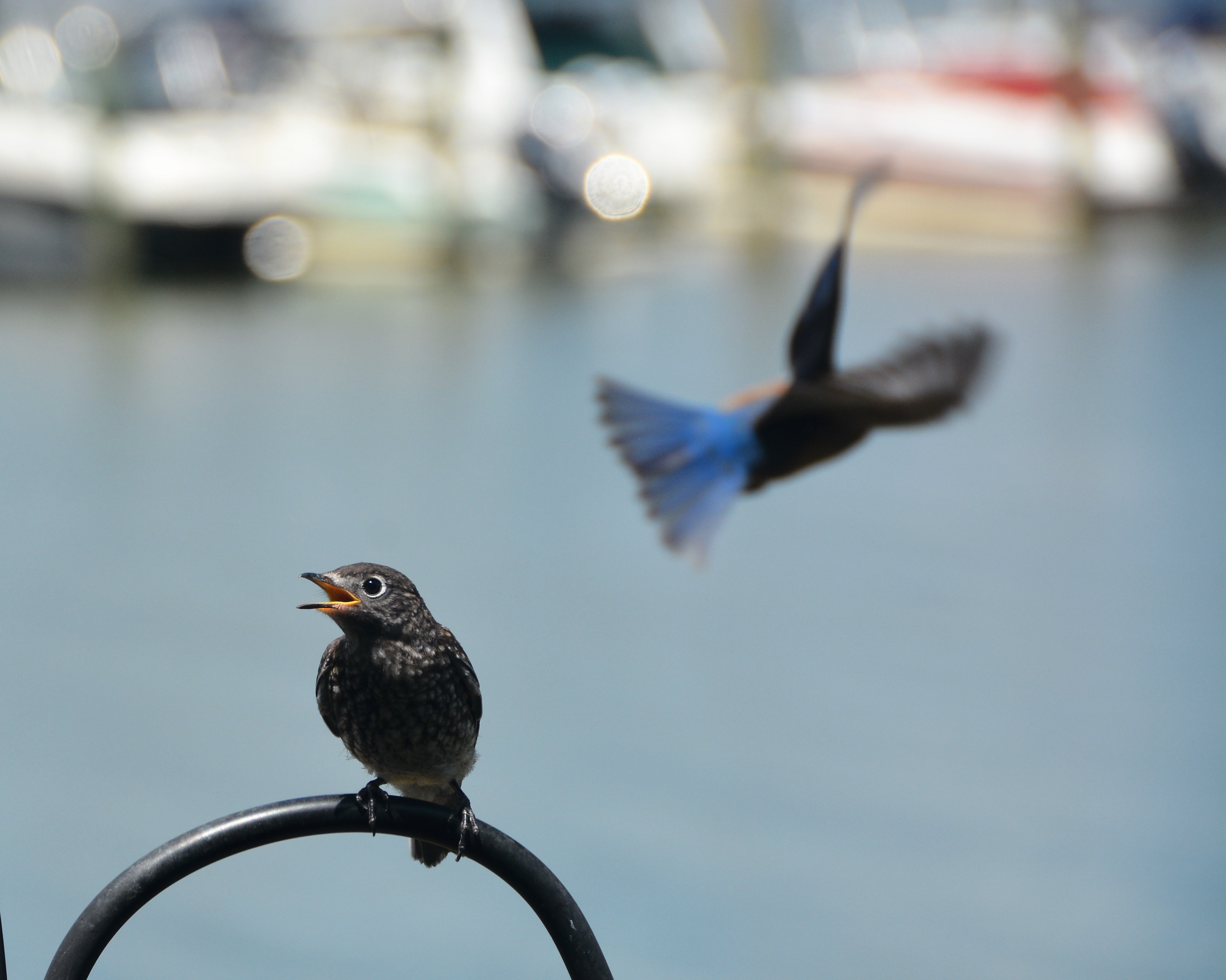 female bluebird and immature bluebird | these days of mine