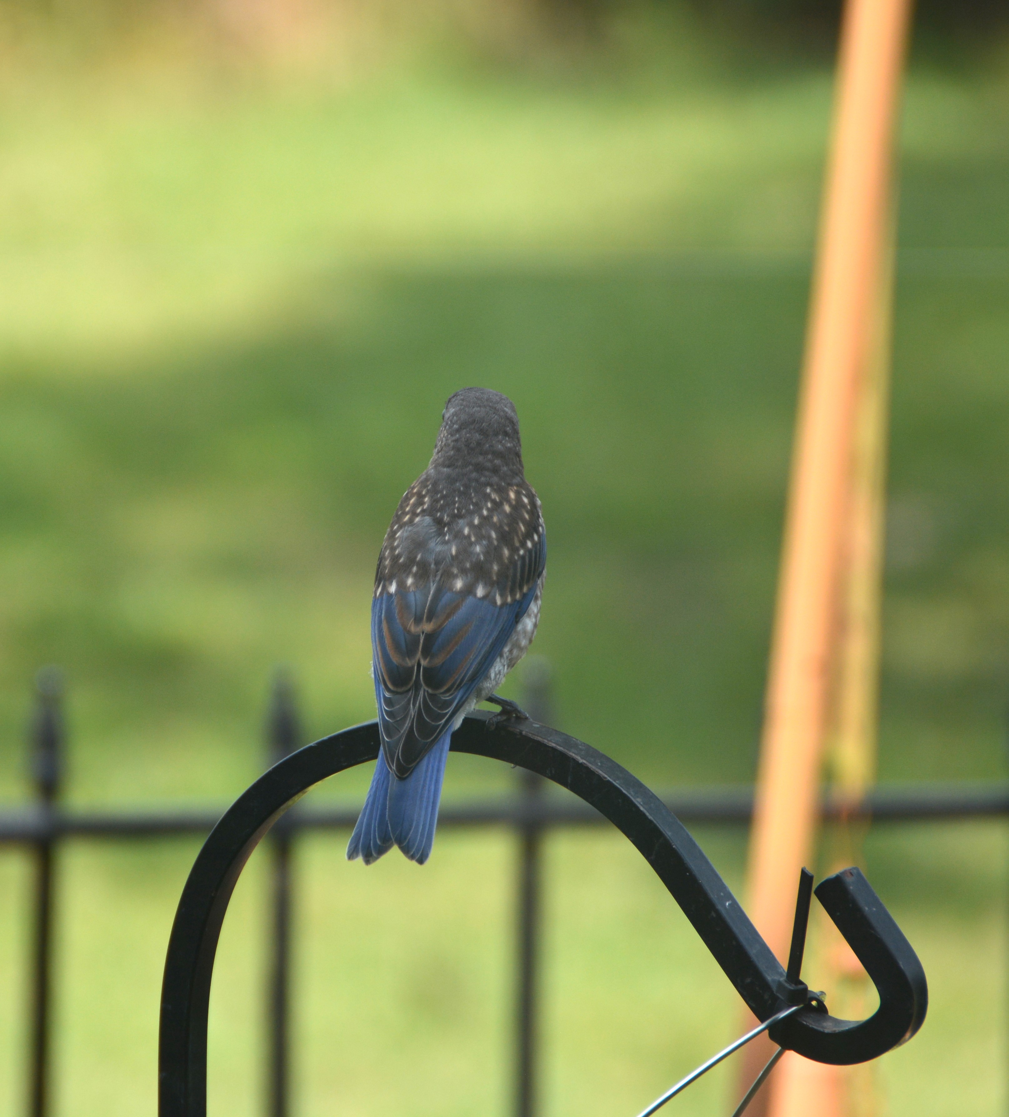 Windowpane Wednesday: Bluebirds | these days of mine