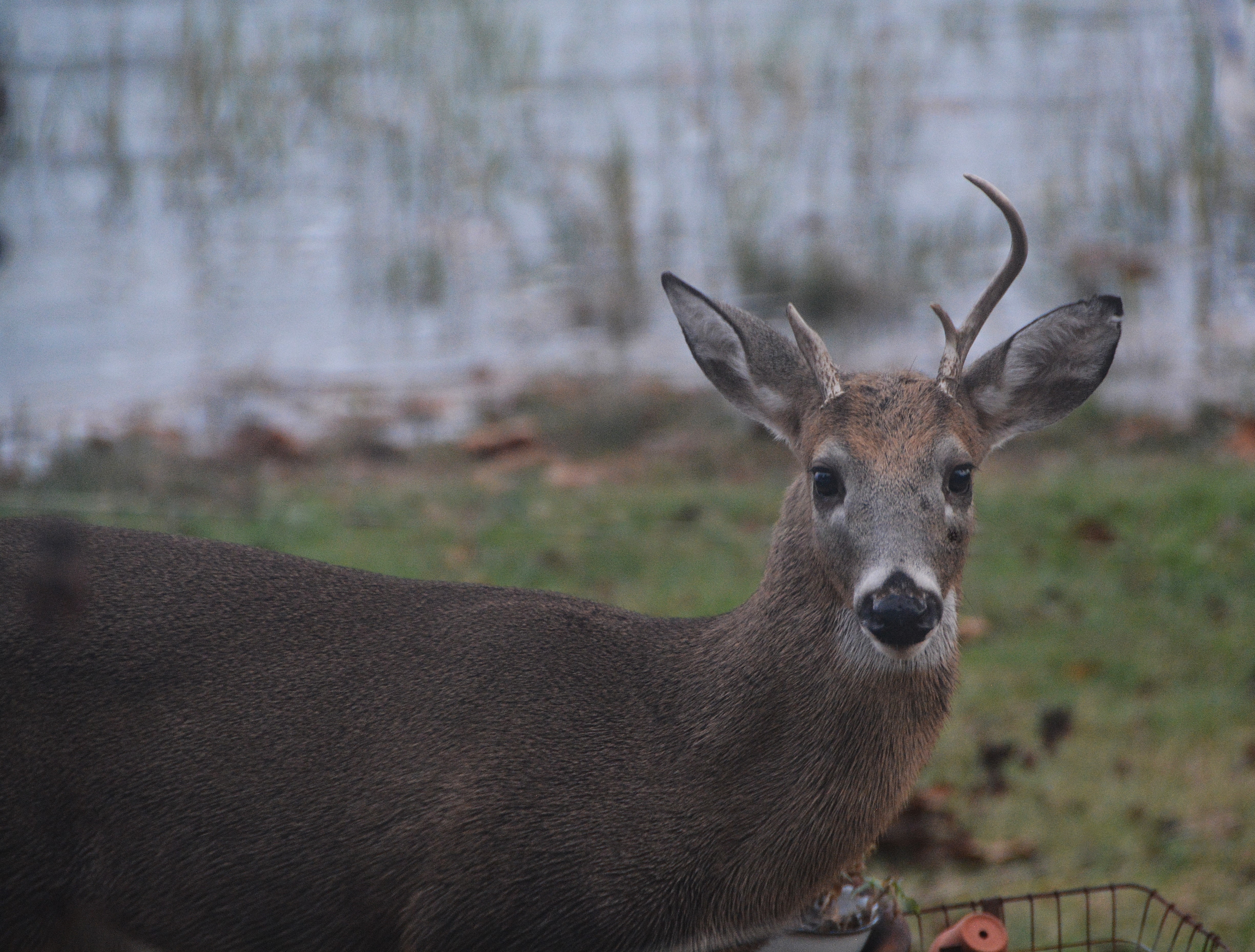 Windowpane Wednesday: Antlers | these days of mine